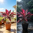 Artificial Ti Plant, Large Realistic Fern And Dragon'S Blood Tree, 21 ...