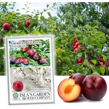 Lovell Peach Tree Seeds for Planting, (Prunus persica), 2 Heirloom ...