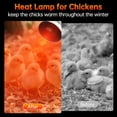HIBIBUD Heat Lamp for Chickens,250 Watt Red Heat Lamp Bulbs,Infrared ...