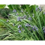 Walking Iris Apostle Plant 1 Extra Large 3 Gallon Plant Neomarica ...