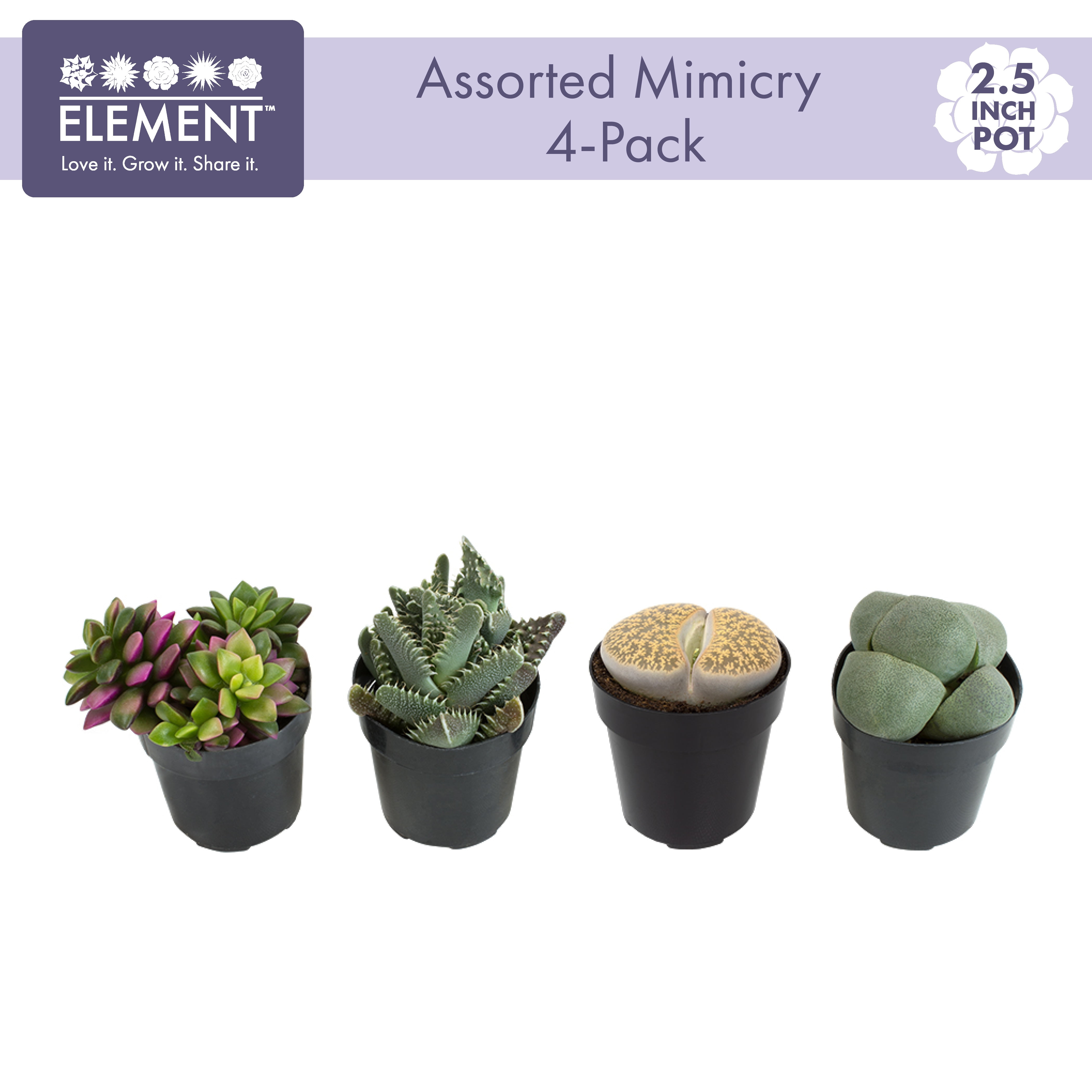 Element by Altman Plants 2.5" Multi-color Mimicry Live Succulents (4 ...