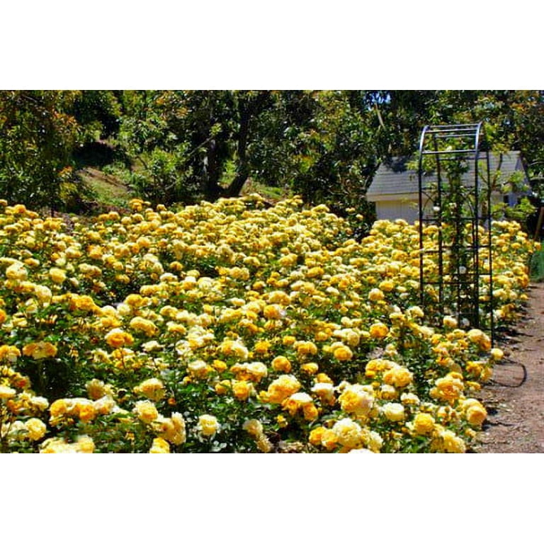 Julia Child Rose Bush