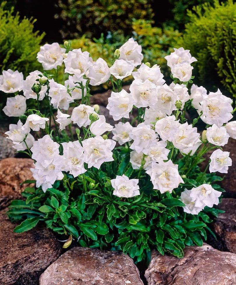 White Campanula Carpatica