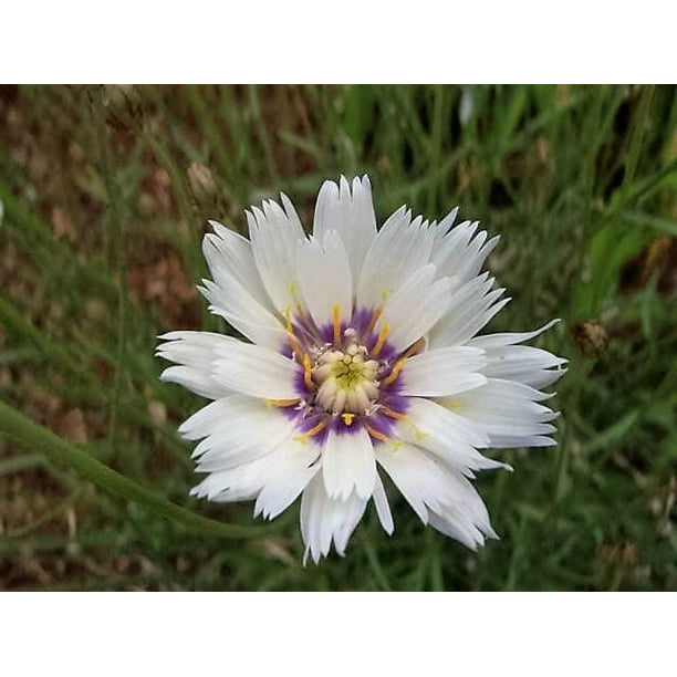 25 WHITE CUPID'S DART Love Plant Catananche Caerulea Flower Seeds ...