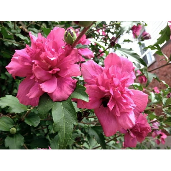 Rose Of Sharon Plant