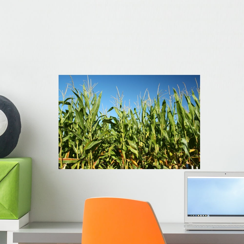Corn Field Wall Mural by Wallmonkeys Peel and Stick Graphic (18 in W x ...