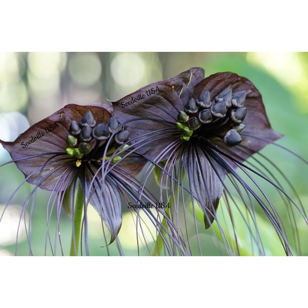 5 Black BAT FLOWER ( Cats Whiskers / Devil Flower ) Tacca Chantrieri ...