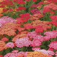 100 Mixed Colors Statice Flower Seeds - Great for Cut Flowers, Easy to ...