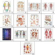 Muscular & Skeletal System Anatomical Poster Set - Human Skeleton ...