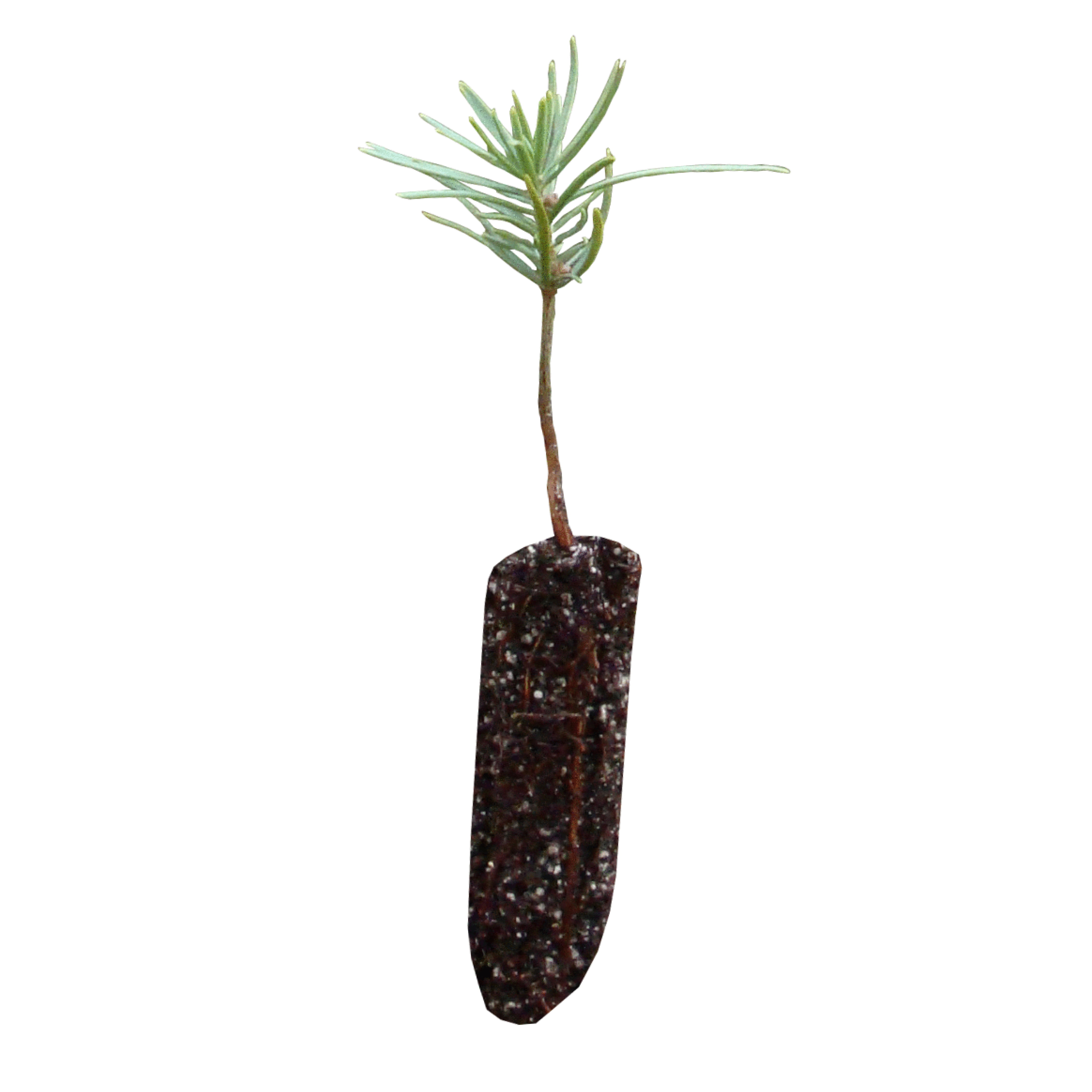 White Fir | Small Tree Seedling | The Jonsteen Company - Walmart.com