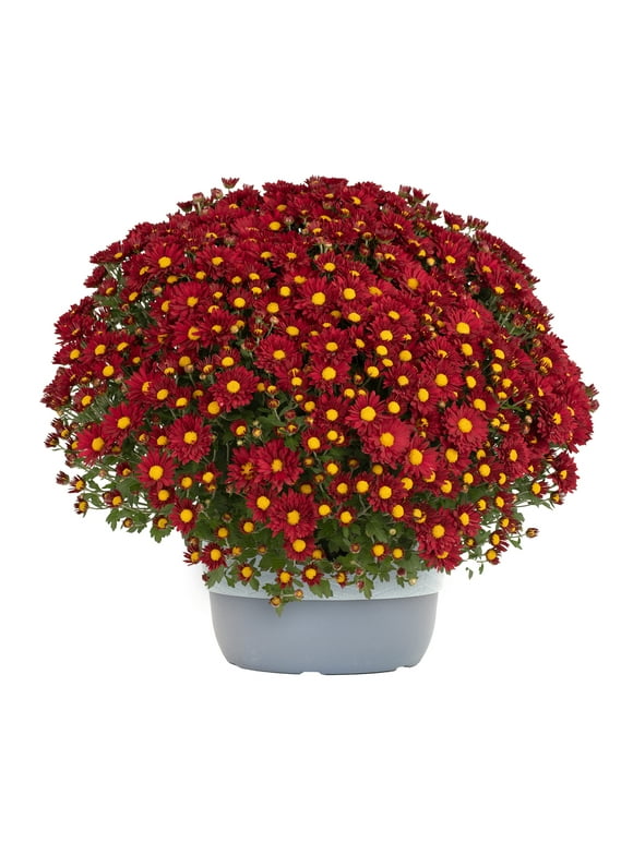 Mums in Annuals - Walmart.com