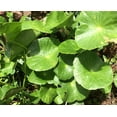 50 SPADELEAF Edible Coinwort Centella Asiatica Gotu Kola Herb Pink ...