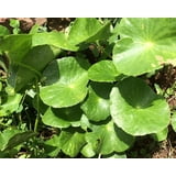 50 SPADELEAF Edible Coinwort Centella Asiatica Gotu Kola Herb Pink ...