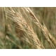 150 SWEET VERNAL GRASS Sweet Grass Vanilla Grass Anthoxanthum Odoratum ...
