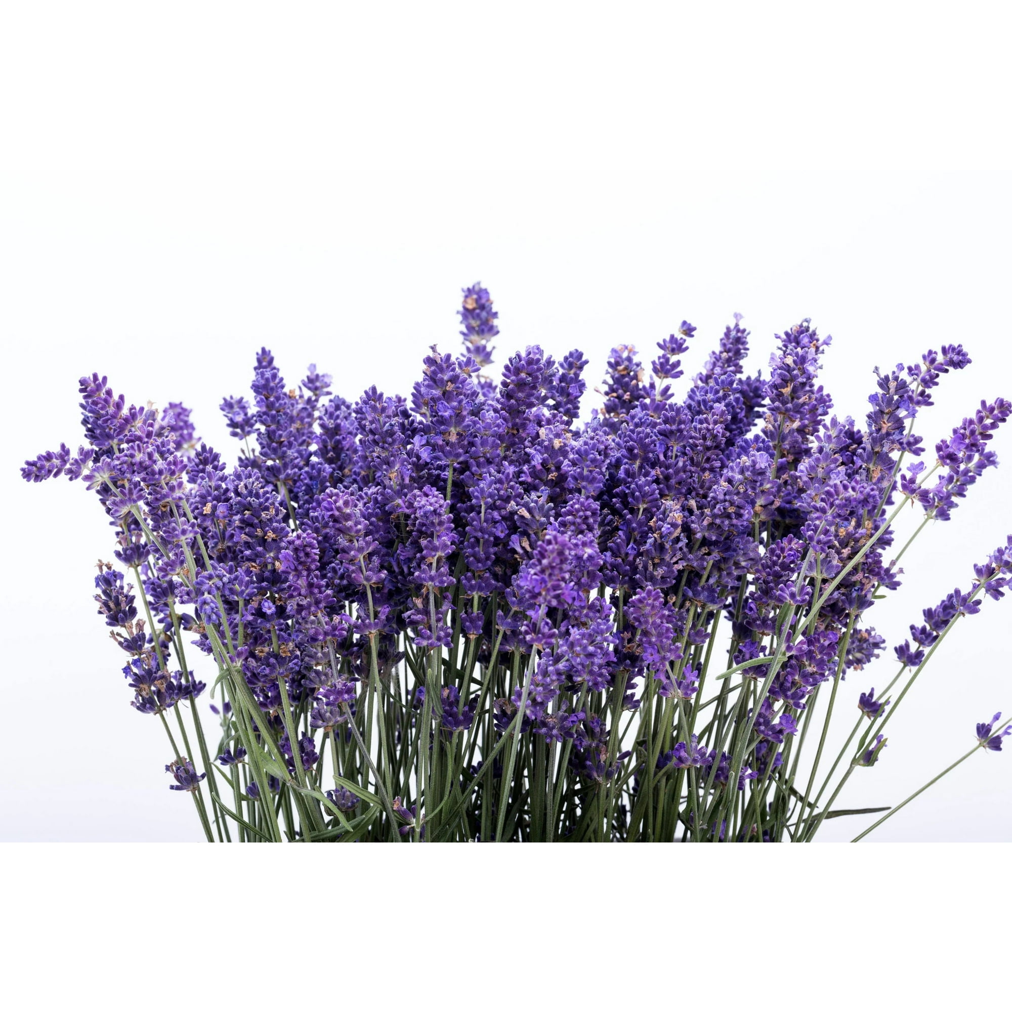 Click here for Seedville Usa 300 Italian Lavender Lavandula Angus... prices