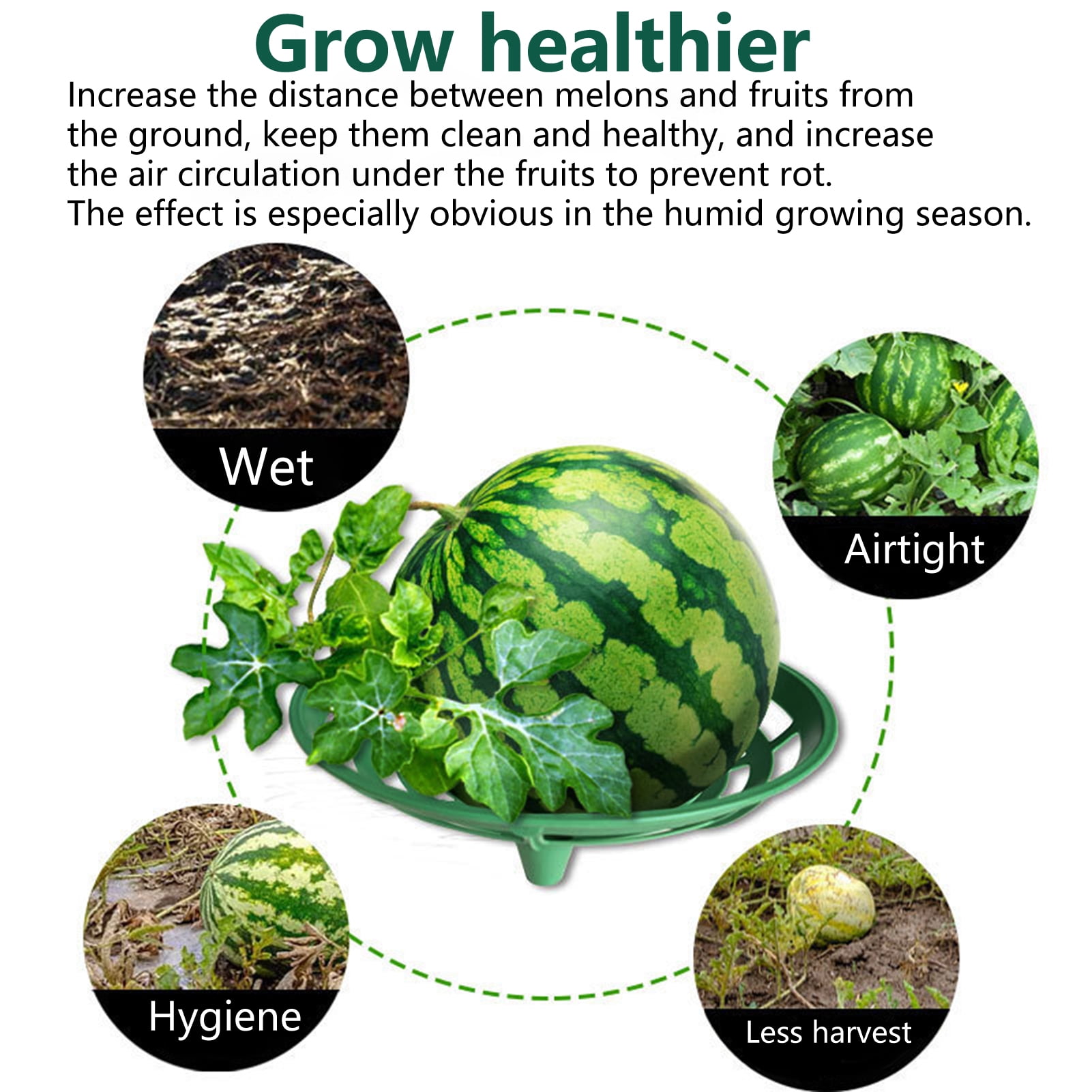 Growing Watermelon