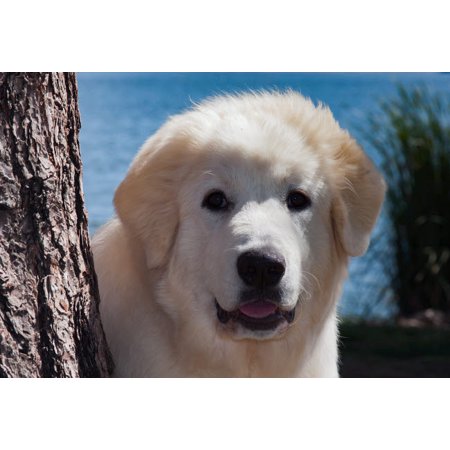 Great Pyrenees at the park Poster Print by Zandria Muench Beraldo (24 x ...