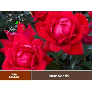 30 Seeds| Cherry red double knockout rose seeds #1408 | Seeds, Herbal ...