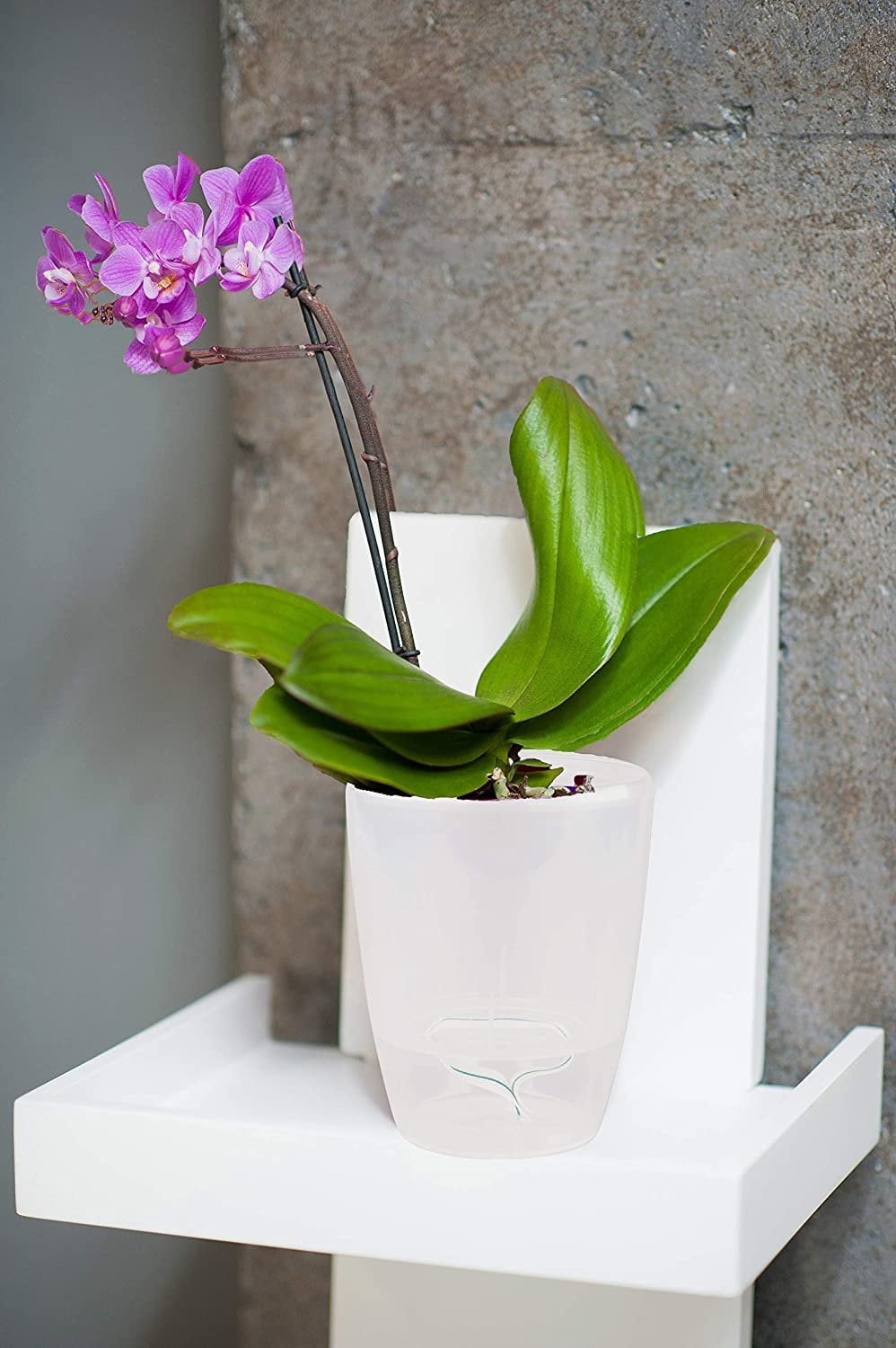 DecoPots - Self-Watering Orchids Flower Pot 5.5 inch - Wicking Pot for ...