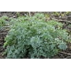 Rue Seeds (Ruta graveolens) 100 Seeds (0.2 grams) - Walmart.com