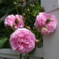Heirloom Roses, 5-10' Lavender Pink Hybrid Musk Rose Plants, 1 gal ...