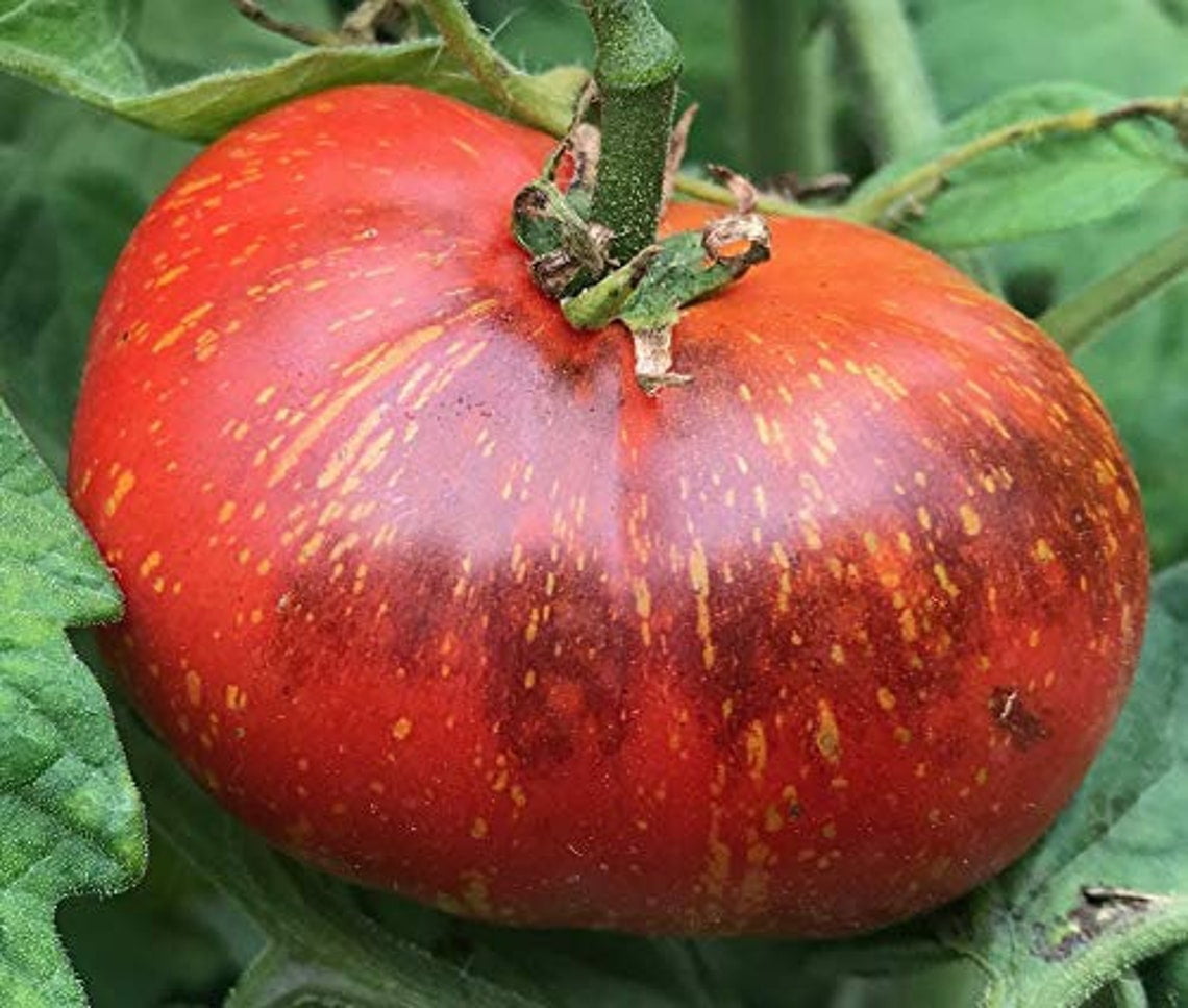 Dark Galaxy Heirloom Tomato Premium Seeds Packet - Walmart.com