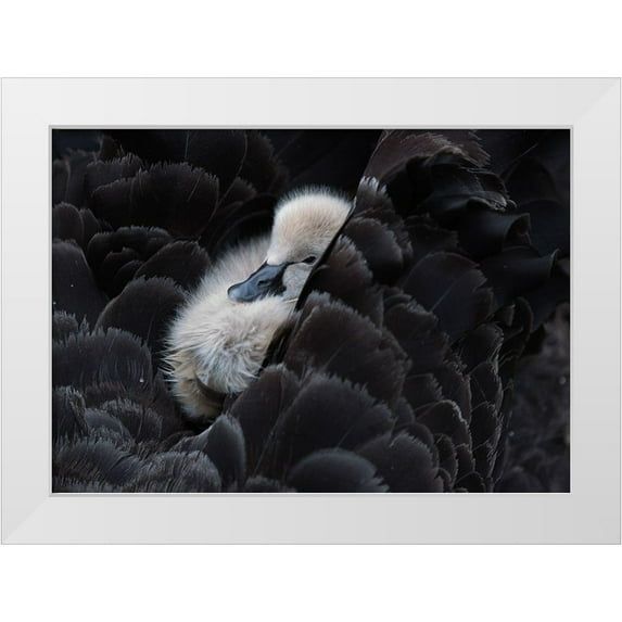 Tjandra, C.S. 32x24 White Modern Wood Framed Museum Art Print Titled ...