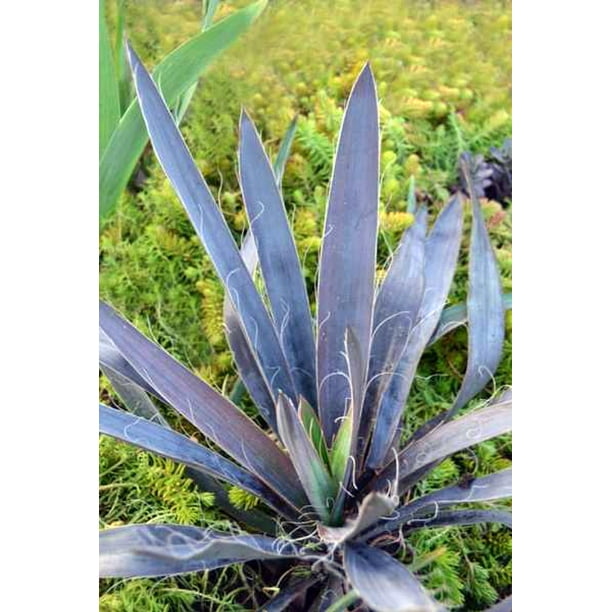 Magenta Magic - Yucca aloifolia - Purple Foliage - 2.5" Pot - Walmart ...