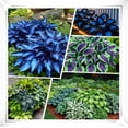 Midnight Blue Hostas-Rare Species Ornamental Value-Bloom Year After ...
