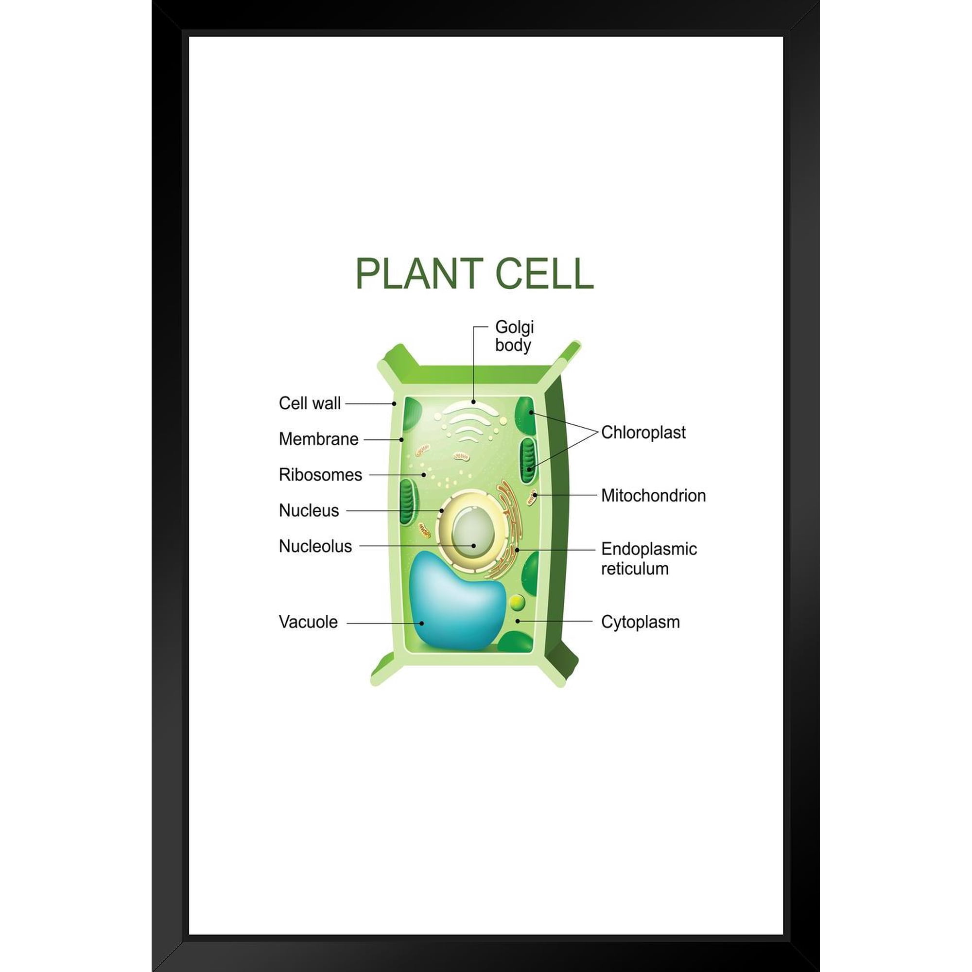 Plant Cell Labeled Biology