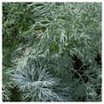 Everwilde Farms - 1/4 lb Mammoth Long Island Dill Herb Seeds - Gold ...