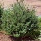 Compacta Japanese Holly (2.5 Quart) Compact Evergreen Shrub - Full Sun ...