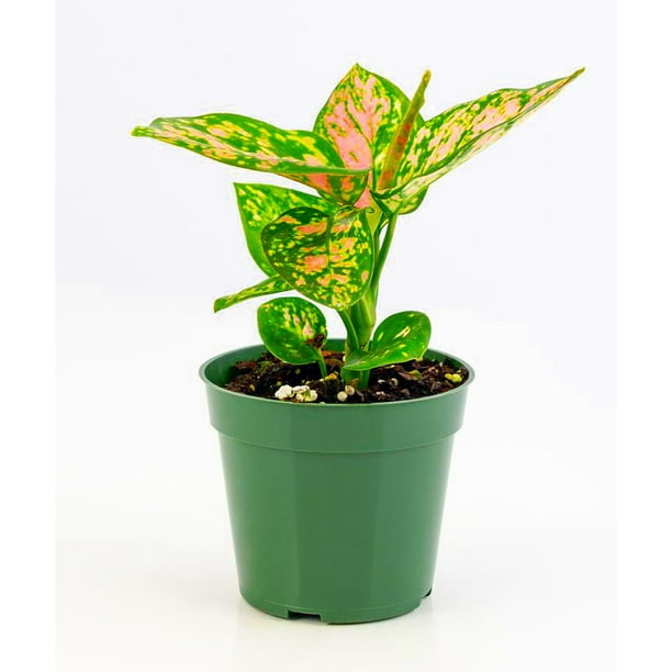 Lucky Red Chinese Evergreen Plant - Aglaonema - Low Light - 2.5" Pot ...