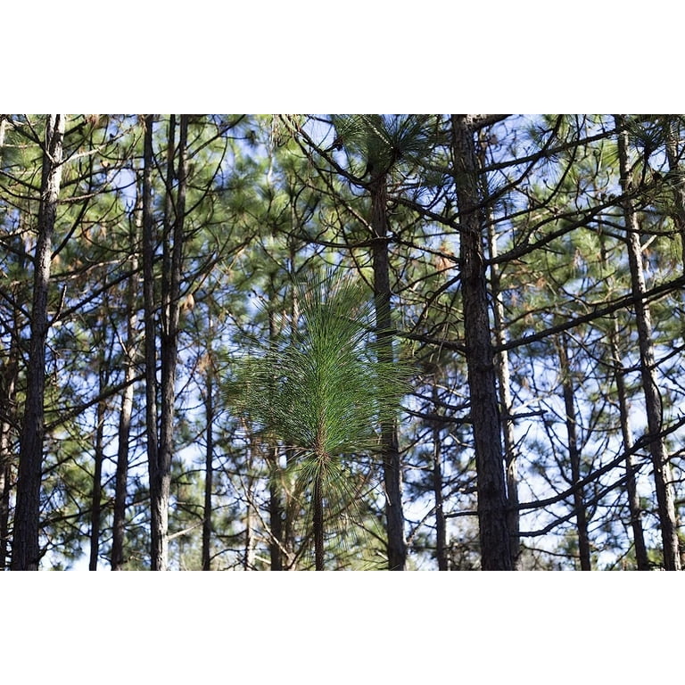 Southern Longleaf Pine Coloring Page