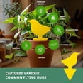 ACDANC 36 Count Fruit Fly Traps for Indoors and House. Yellow Sticky ...