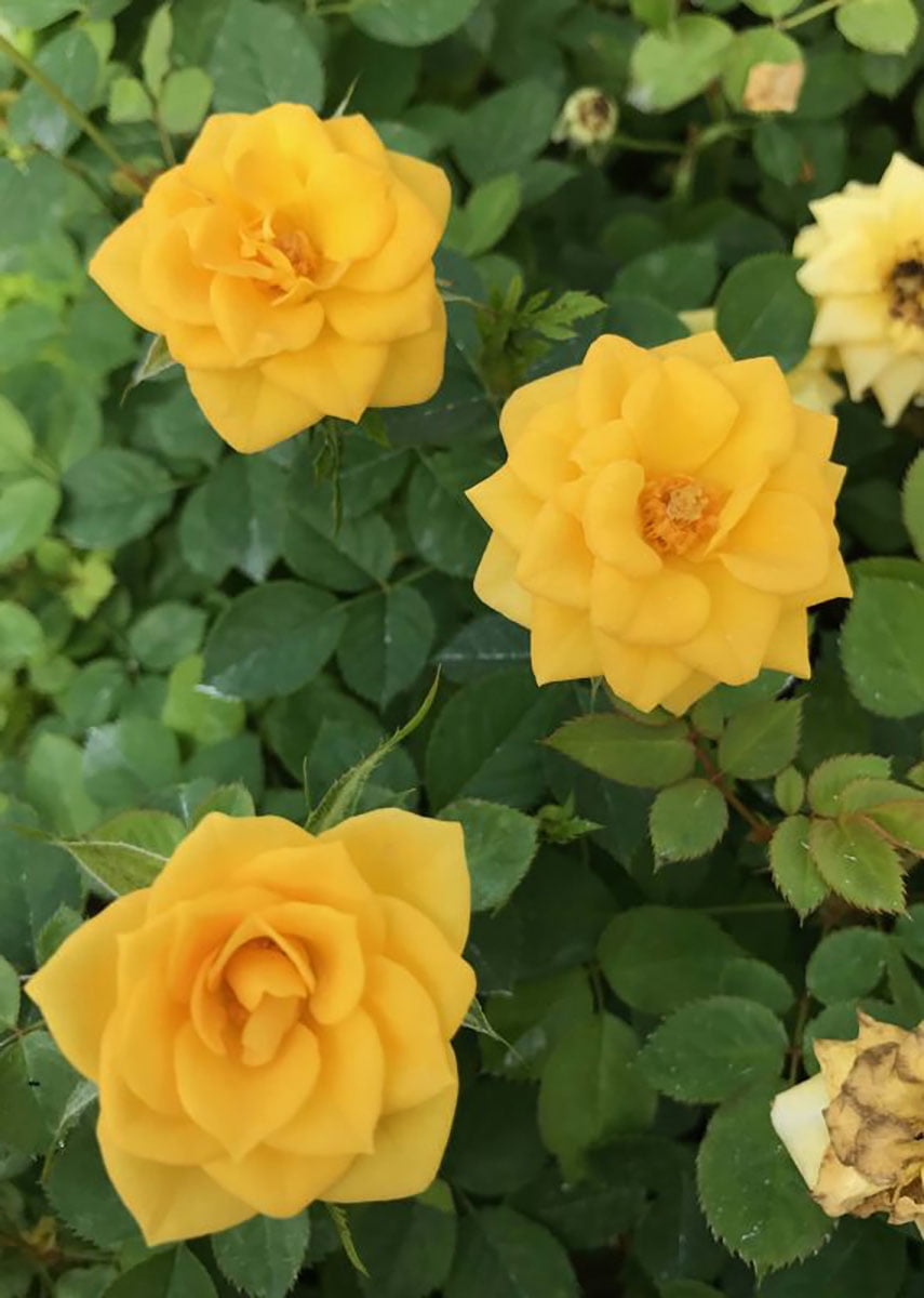 Sunrosa® Yellow Delight Rose Plant - 2.5" Pot -Easy Care-Landscaping ...