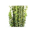 3 Gal. Sky Pencil Holly - Vertical Accent Plant - Walmart.com