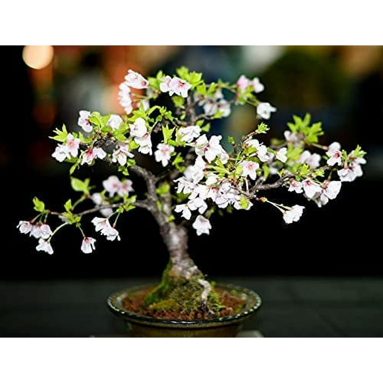 Japanese Flowering Cherry Bonsai Tree