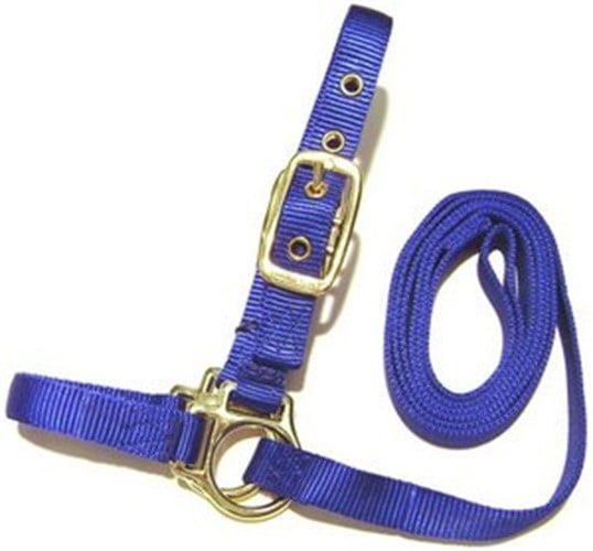 36D Bl 3/4"Sheep Show Halter with 5'Lead Blue, Hamilton Animal Products ...