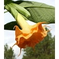 10 Orange Angel Trumpet Seeds - Walmart.com