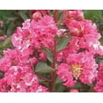 Crape Myrtle Raspberry Sundae 2 Extra Large 3 Gallon Plants Dual-Color ...