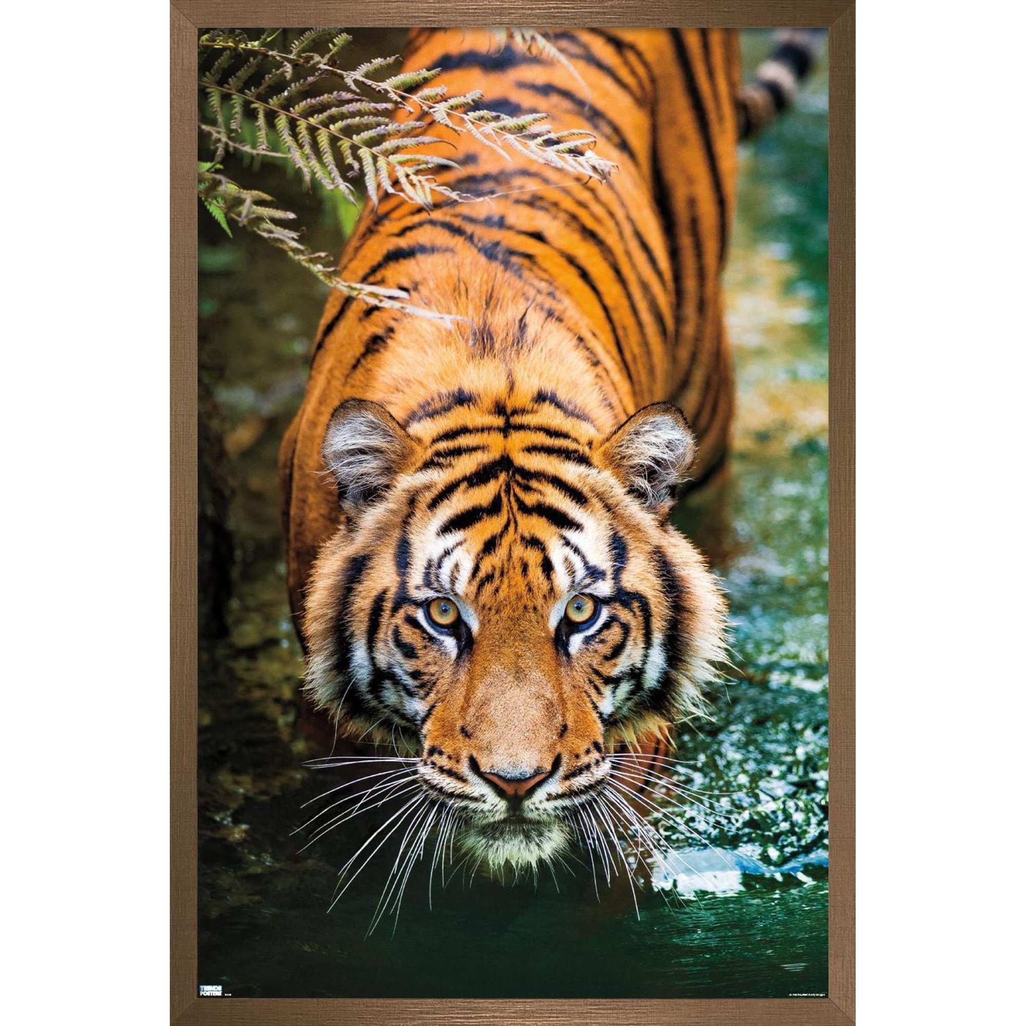 Click here for Trends International Tiger - Water Wall Poster  22... prices