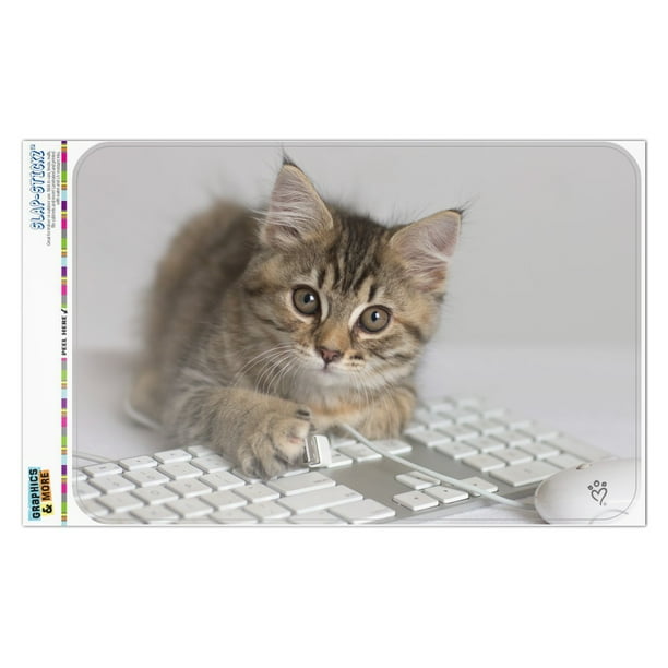 Shorthair Tabby Kitten Cat Computer Mouse Keyboard Home Business Office ...