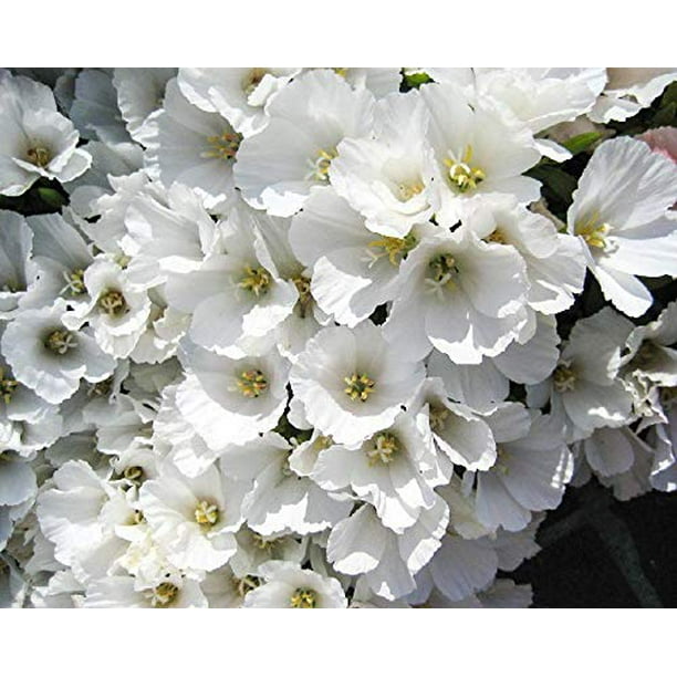 White Godetia Flower Seeds,1500 Seeds Per Packet, Isla's Garden Seeds ...