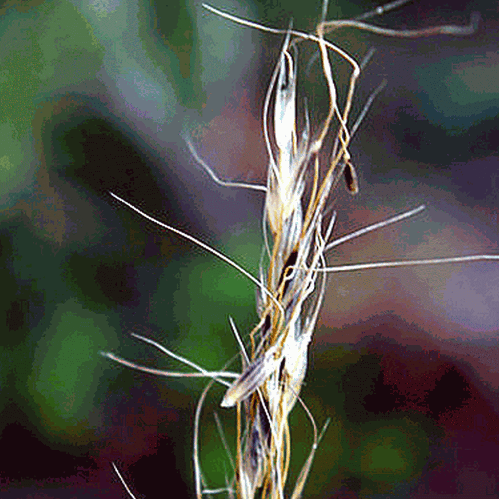 Everwilde Farms - 1 Lb Needle And Thread Grass Native Grass Seeds ...