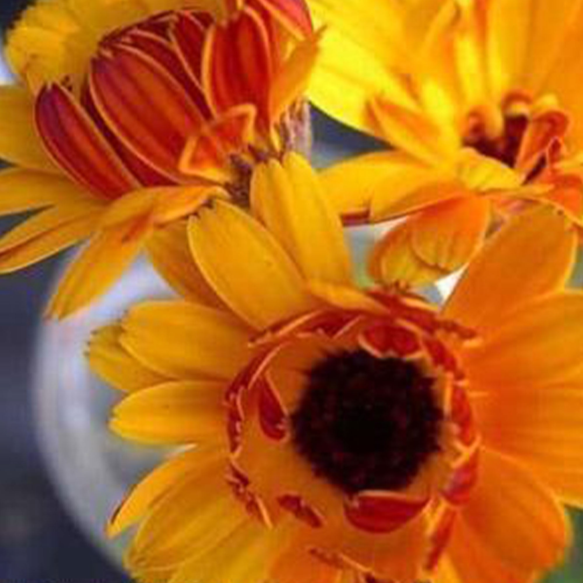 Organic Sunshine Flashback Calendula Seeds - 500 Mg Packet ~40-50 Seeds ...