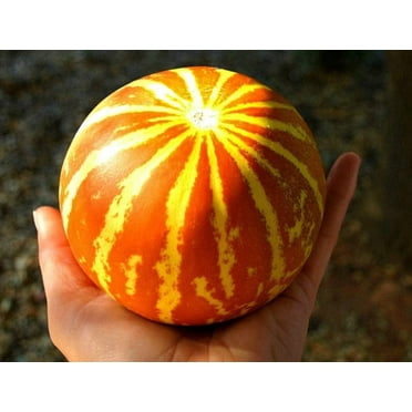 Queen Anne's Pocket Melon Seeds - 10 Seeds - Grow Your Own Food ...