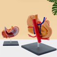 Interactive Stomach Anatomy Model, PVC Stomach Anatomy Science Model ...