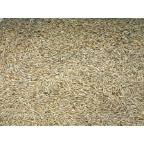 Cereal Rye Grain Seeds Open Pollinated Cover Crop Forage Deer Plot Food ...