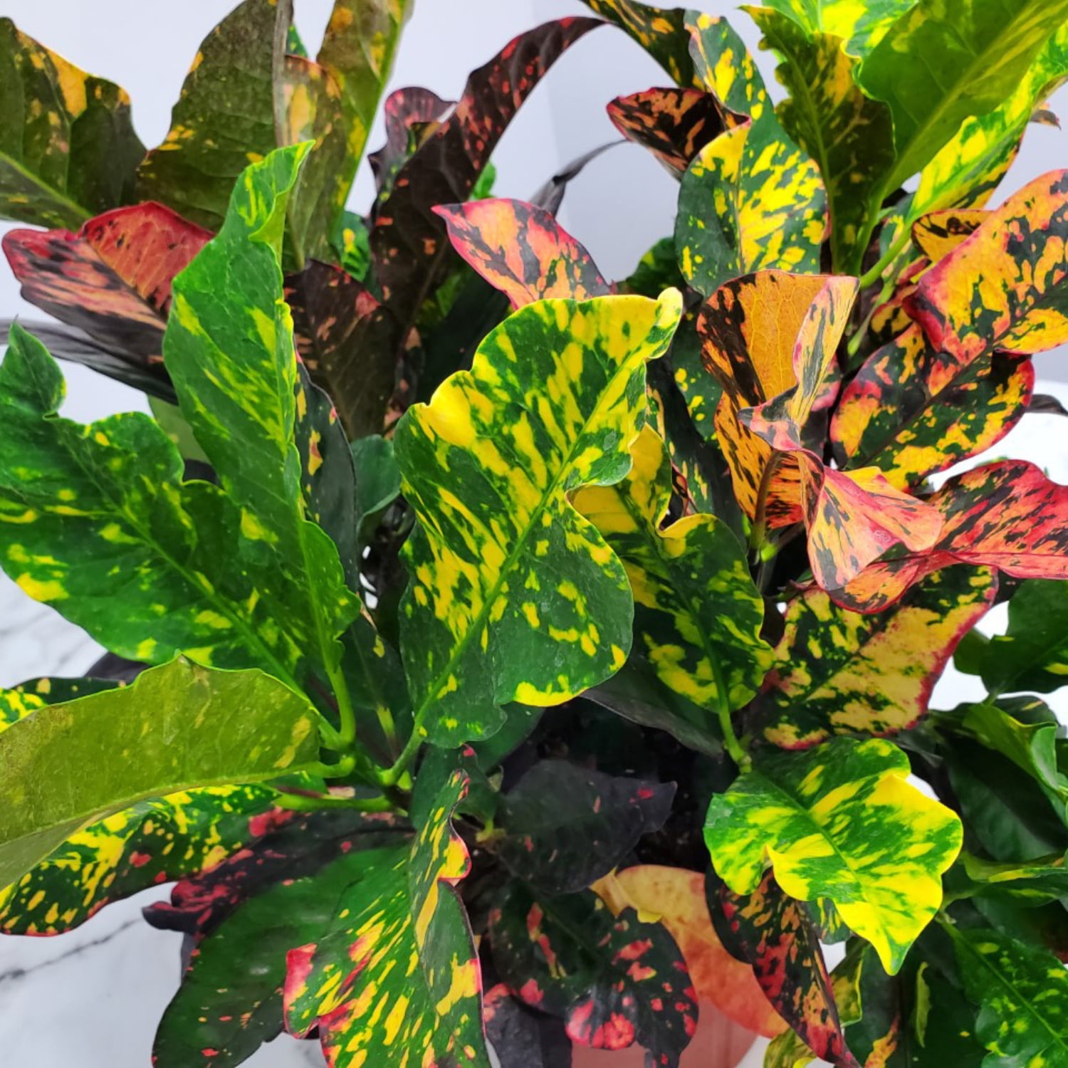 Croton Magnificent
